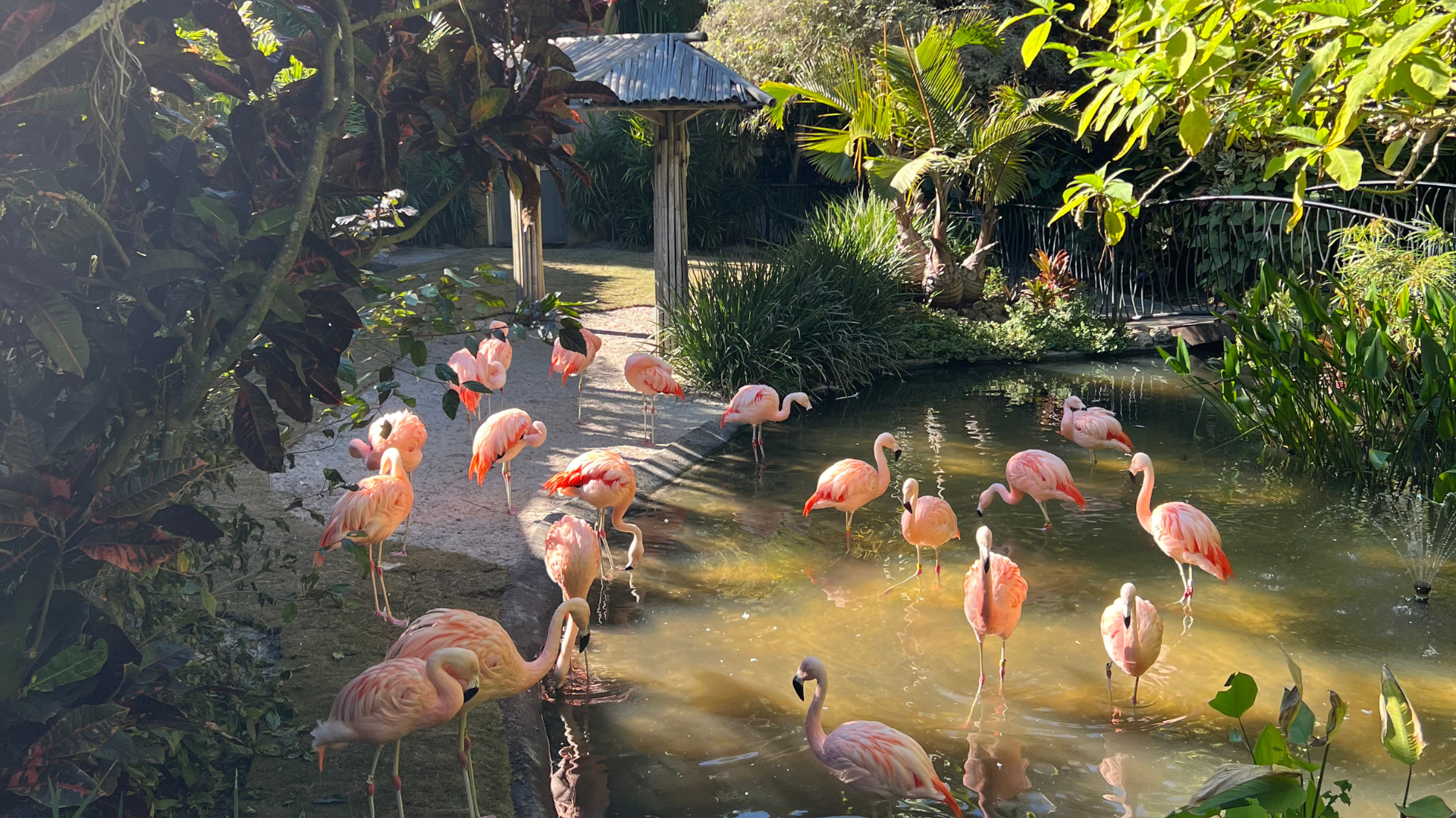 Florida's best hidden gem, Sunken Gardens, hosts Flamingo Festival in ...