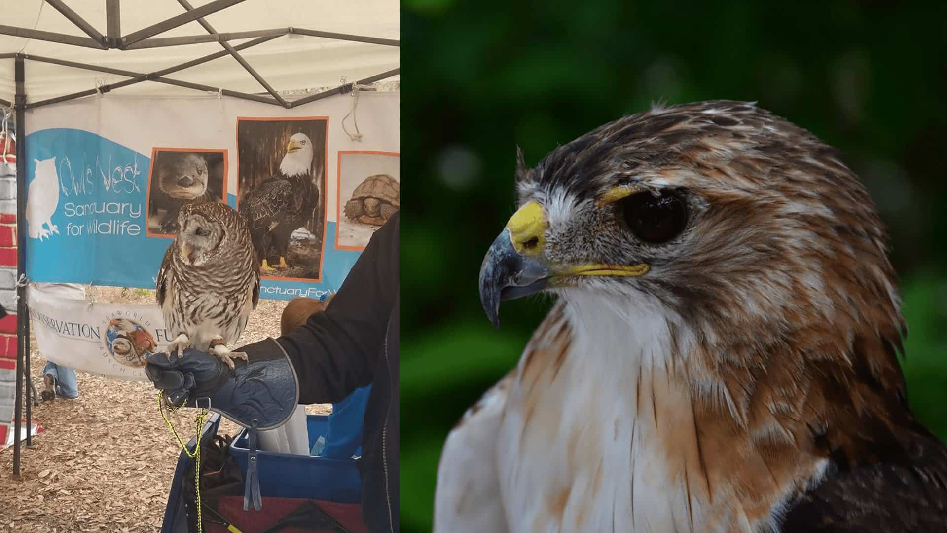 10th Annual Raptor Fest returns to Boyd Hill Nature Preserve this weekend