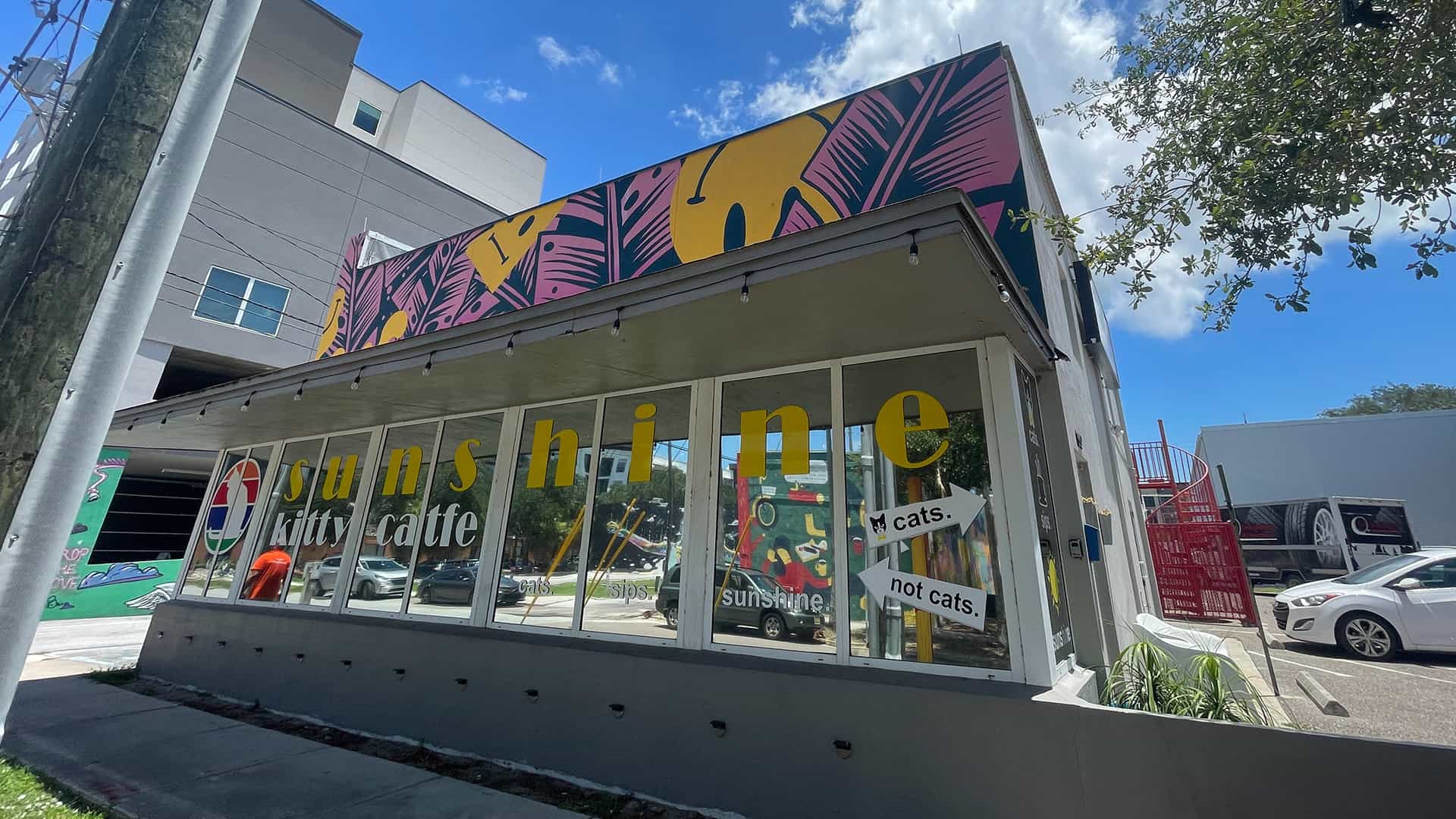 Snuggle adoptable cats at Sunshine Kitty, Tampa Bay's original cat café